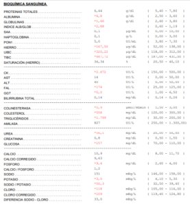 Aggregata Caso Clínico - Anemia Severa En Un Gato FeLV + - Amigato ...